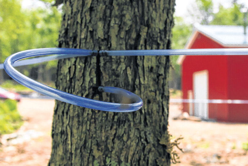 Interesting Maple Facts – Amber Ridge Maple