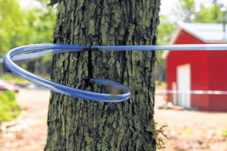 Interesting Maple Facts – Amber Ridge Maple