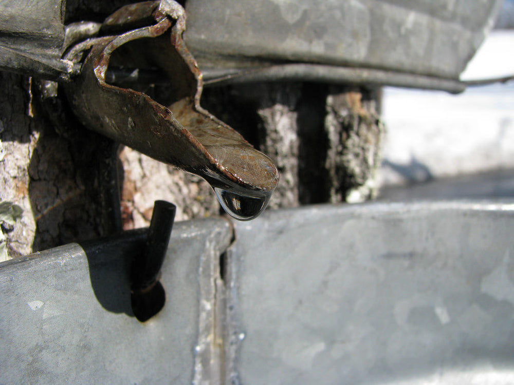 Sugarmakers Journal – Amber Ridge Maple