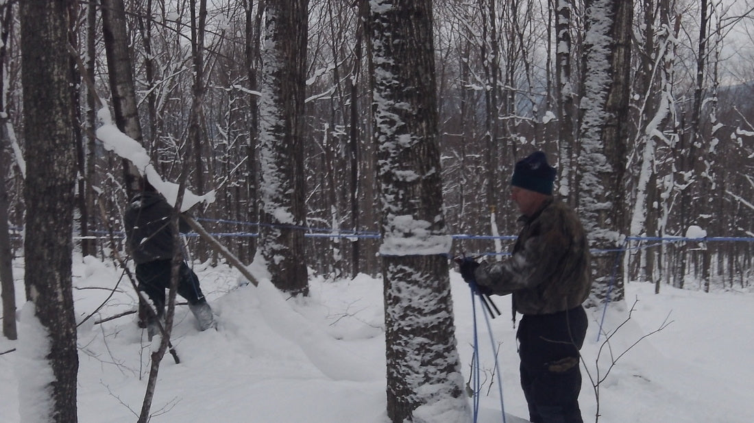 Amber Ridge Maple Gallery