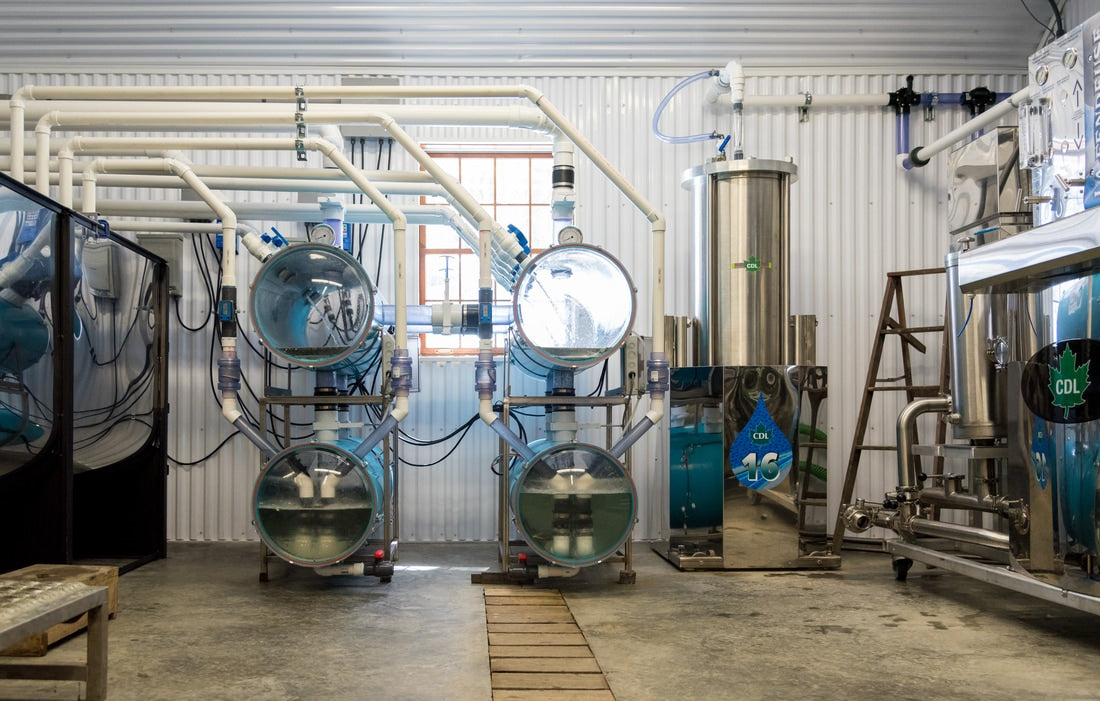 Amber Ridge Maple Gallery